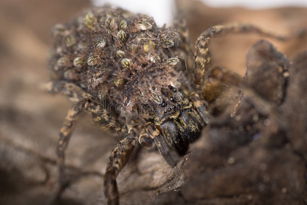 Australian Recluse Spider stock image. Image of hairy - 28173525