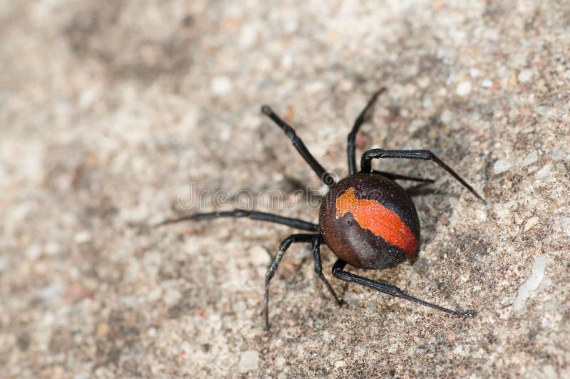 Australian Red Back Spider stock image. Image of arachnid - 16788063