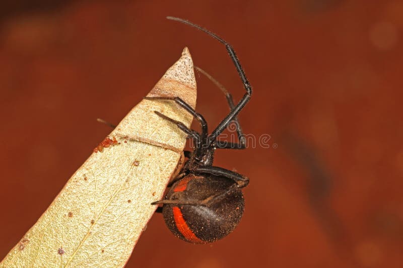 Australian Red-backed Spider Stock Image - Image of leaf, nature: 294130743