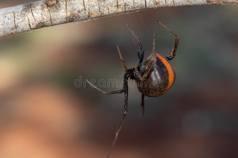 Australian Red-backed Spider Stock Image - Image of theridiidae ...