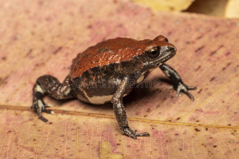 Backed Toadlet Stock Photos - Free & Royalty-Free Stock Photos from ...