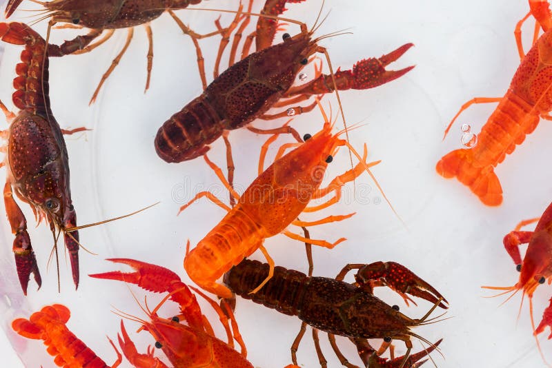 Australian Red Claw Crayfish Stock Image - Image of freshwater, sale ...
