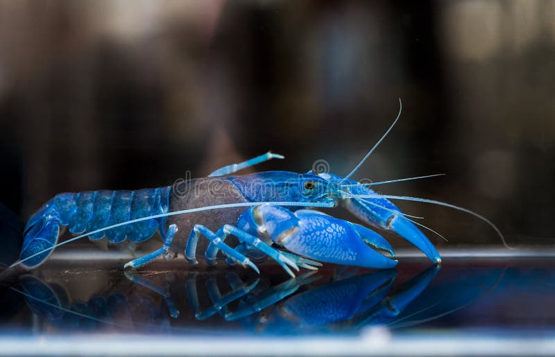 Australian Red Claw Crayfish Stock Image - Image of queensland ...