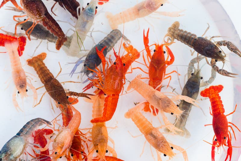 165 Australian Crayfish Stock Photos - Free & Royalty-Free Stock Photos ...