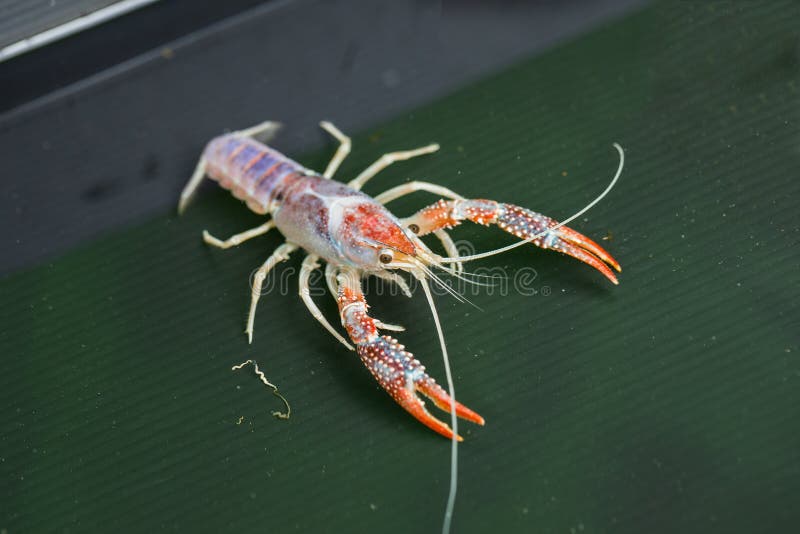 Australian Red Claw Crayfish Stock Image - Image of pink, freshwater ...