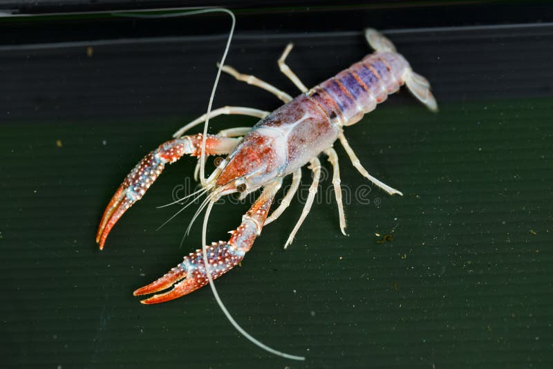 Australian Red Claw Crayfish Stock Photo - Image of australian, animal ...