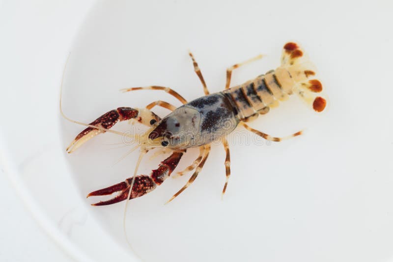 Australian Red Claw Crayfish Stock Photo - Image of claw, nature: 95594998