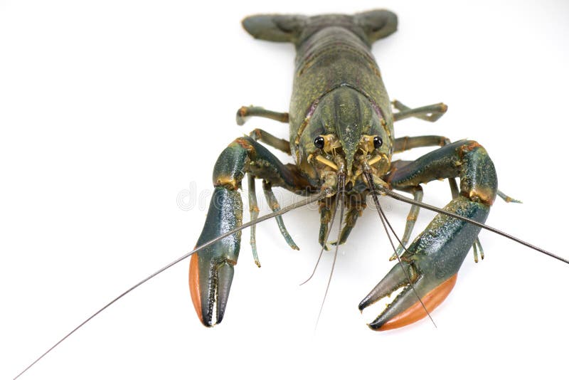 Australian Red Claw Crayfish Stock Photo - Image of blueclaw ...