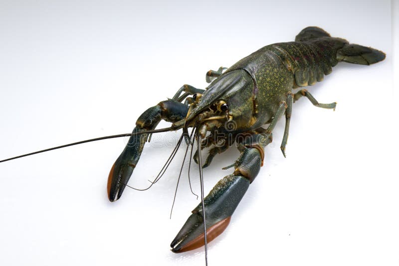 Red Claw Crayfish Alive or Fash Water Lobster Alive Set on Isolate ...