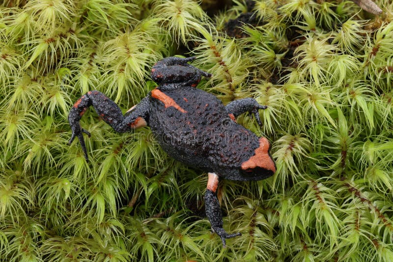 Australian Red-crowned Toadlet Stock Photo - Image of pseudophryne ...