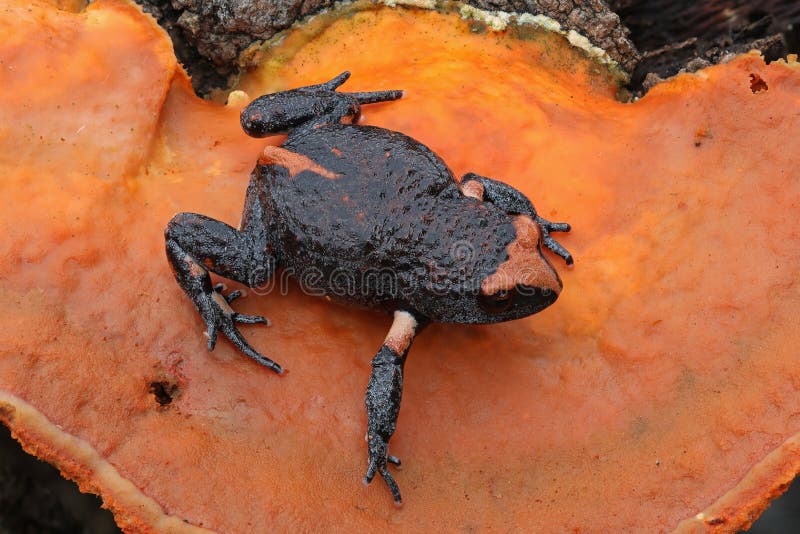 Australian Red-crowned Toadlet Stock Photo - Image of small ...
