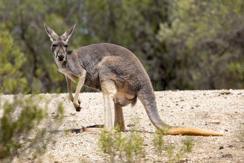 Australian Red Kangaroo stock image. Image of kangaroo - 295304529