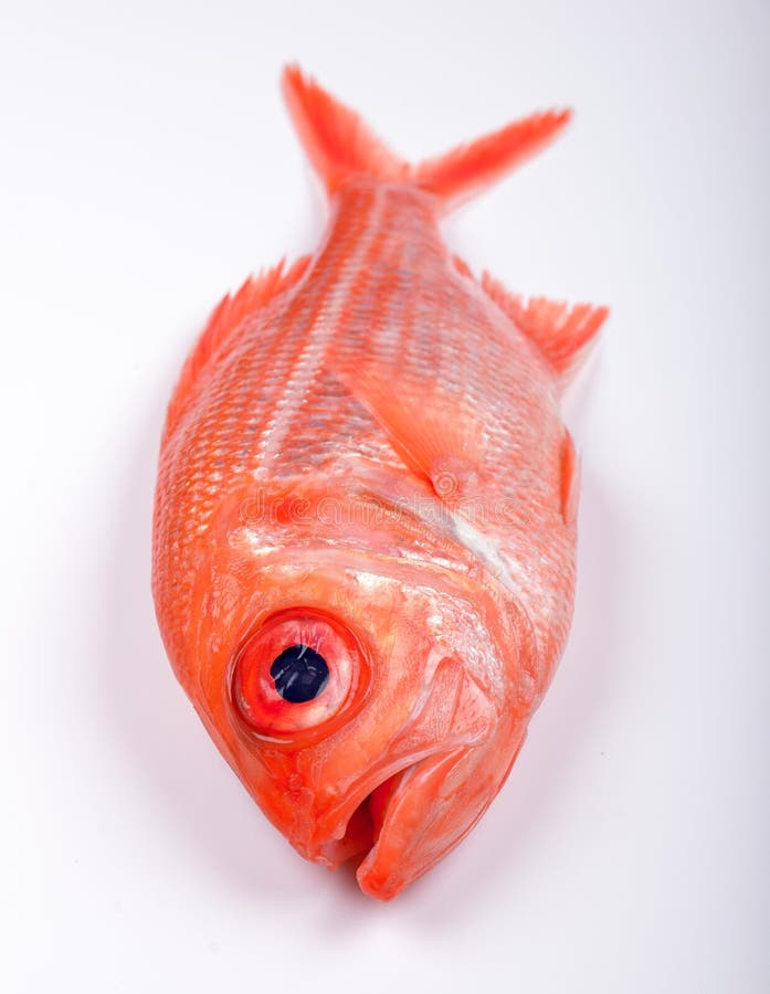 Australian Red Snapper Fish Stock Photo - Image of isolated, water ...