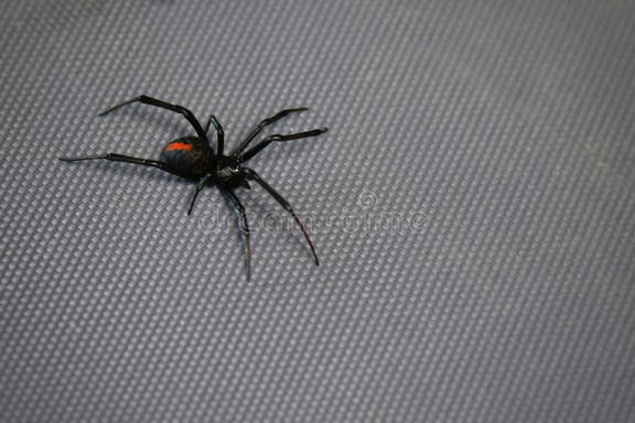 Australian redback spider stock photo. Image of arachnid - 138098570