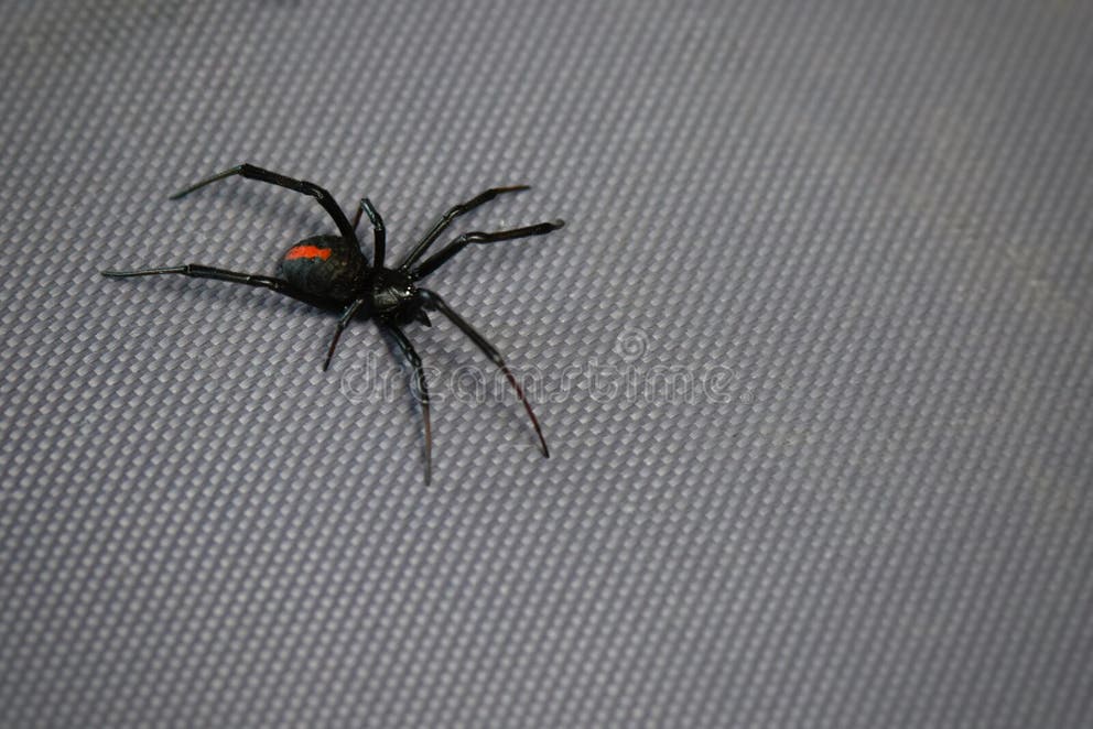 Australian redback spider stock photo. Image of arachnid - 138098570