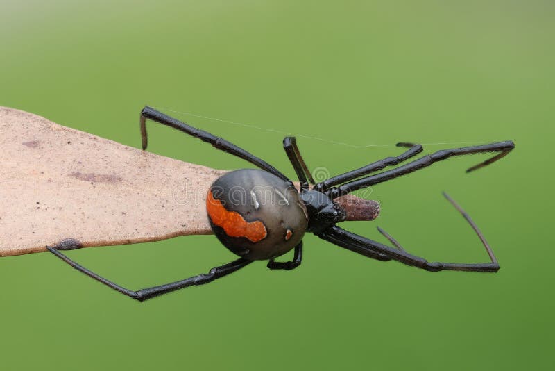 Australian Redback Spider stock image. Image of fear - 354226121