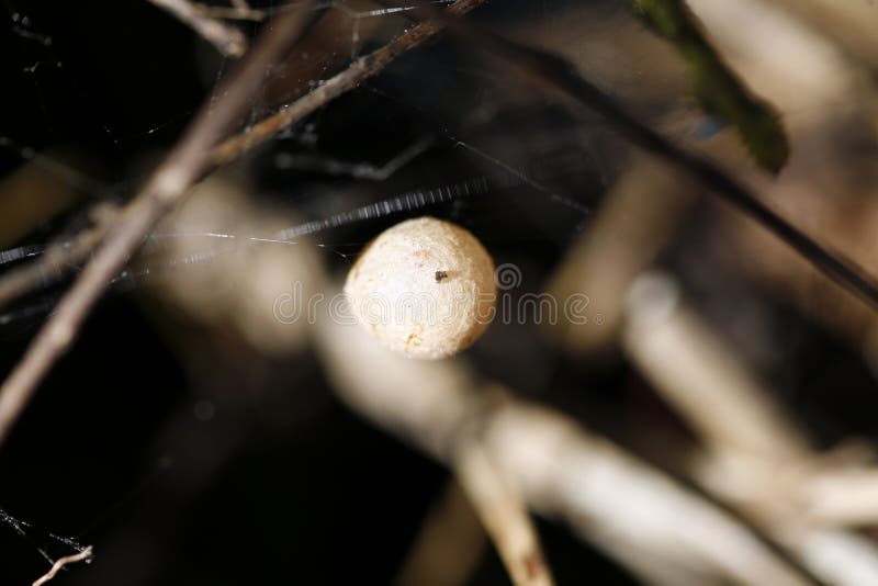 Australian Redback Spider Egg Sac Stock Photos - Free & Royalty-Free ...