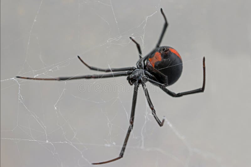 Australian Redback Spider stock photo. Image of venomous - 305585102