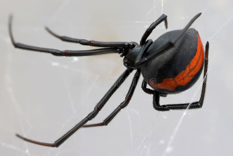 Australian Redback Spider stock photo. Image of venomous - 305585094