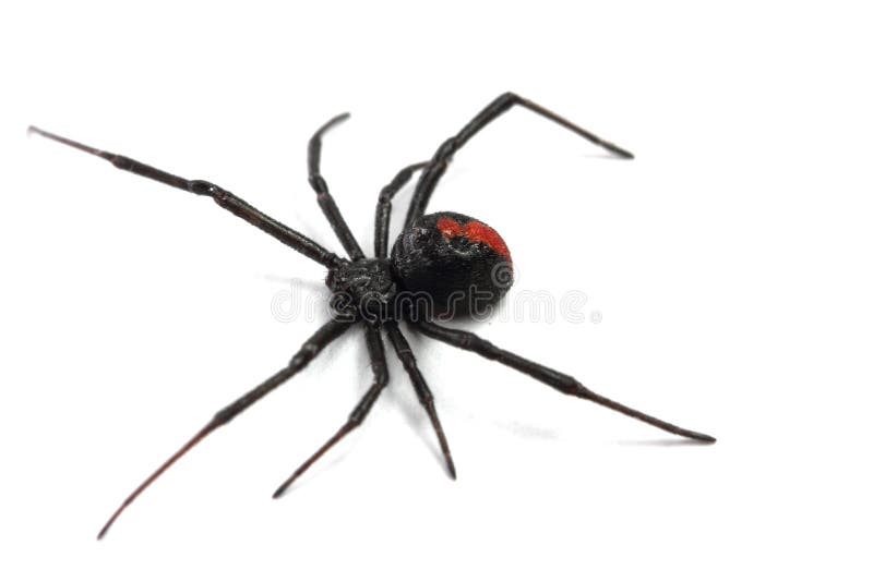 Australian redback spider stock image. Image of arachnid - 41818189