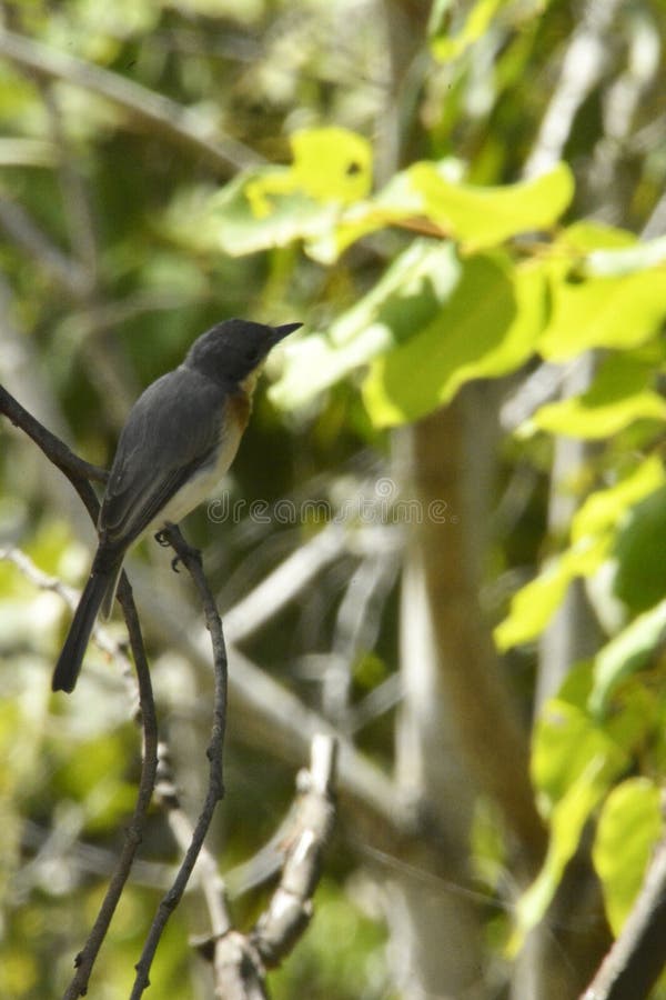 Australian Restless Flycatcher Bird Stock Photo - Image of australian ...