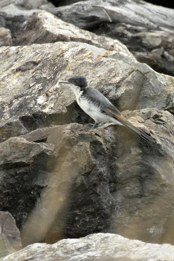 Australian Restless Flycatcher Bird Stock Image - Image of animal ...
