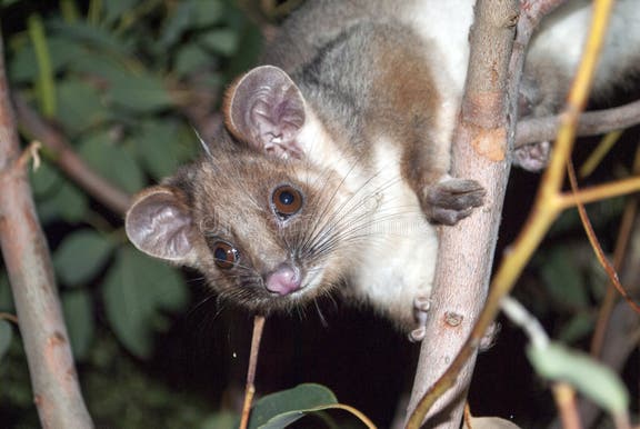 Australian ringtail possum stock photo. Image of tree - 65387724
