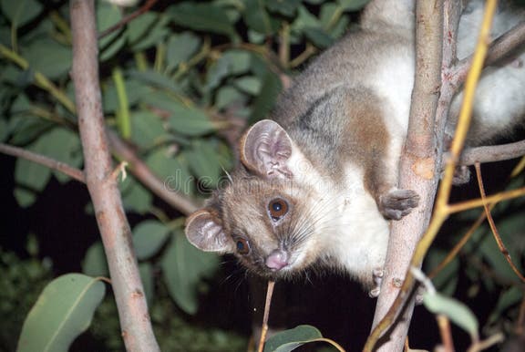 Australian ringtail possum stock photo. Image of australian - 65387814