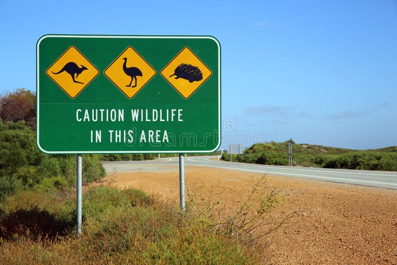 Australian Wildlife Road Sign, Road Trip Stock Photo - Image of bear ...