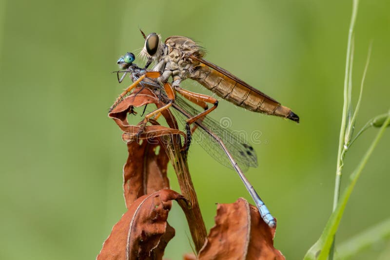 Robber or Assassin Fly stock image. Image of damselfly - 238570001