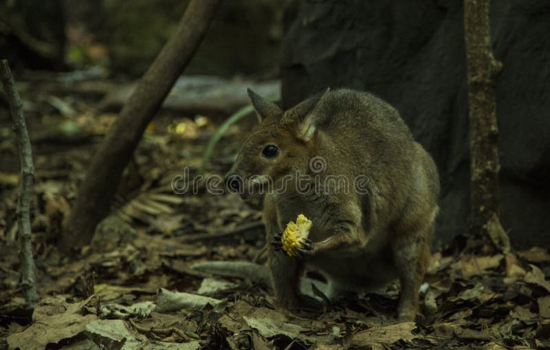 Australian rodent stock image. Image of beautiful, animals - 148675871
