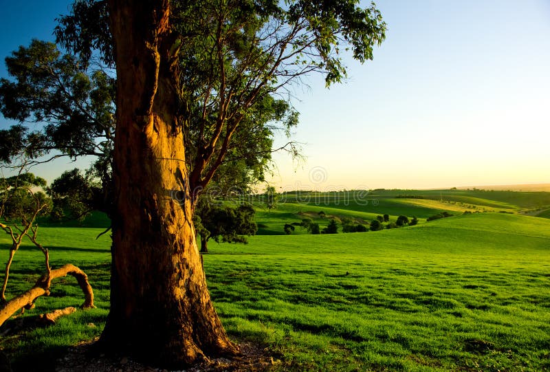 Australian Rural Landscape stock image. Image of meadow - 5406597