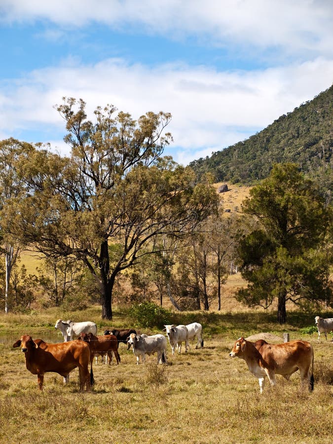 Australian Rural Scene Beef Cattle for Meat Stock Photo - Image of ...