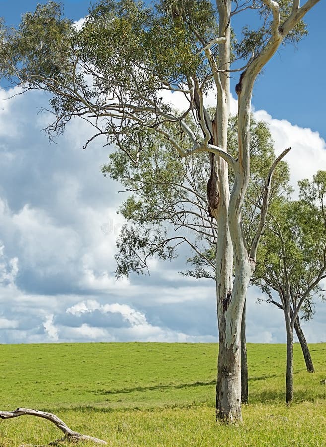 Australian Rural Scene stock image. Image of grass, tree - 43884029