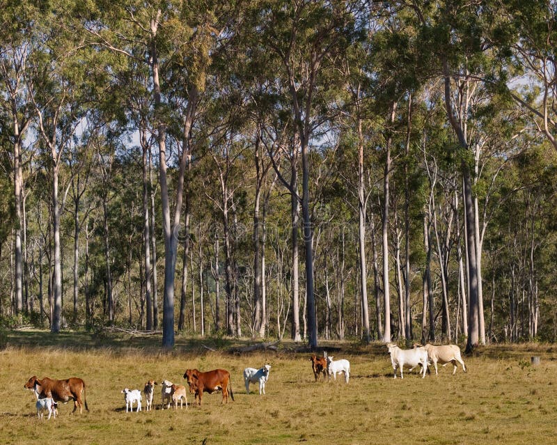 Australian Rural Scene Gum Trees and Cows Stock Image - Image of ...