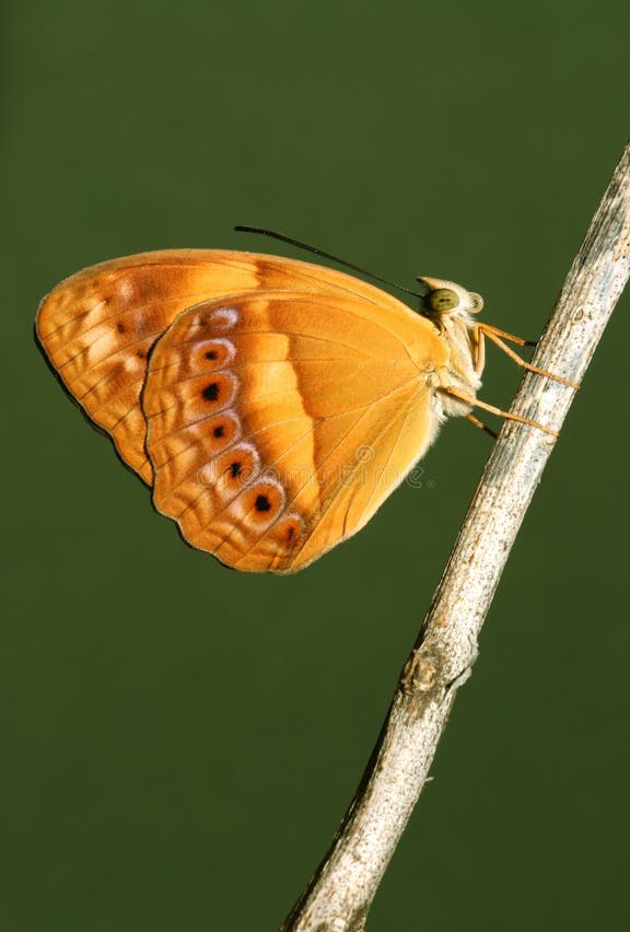 Australian Rustic Butterfly Stock Photo - Image of australia, cupha ...