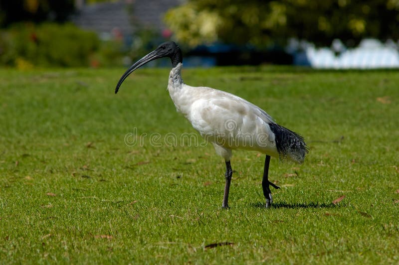 Australian Sacred Ibis stock photo. Image of aquatic, park - 701600