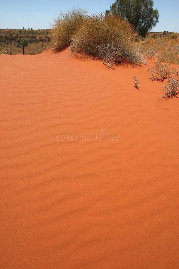 Australian grass tree editorial stock image. Image of green - 4951844