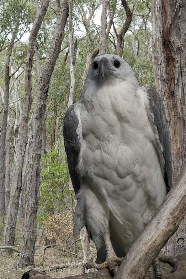 An Australian sea eagle stock photo. Image of plumage - 118697060