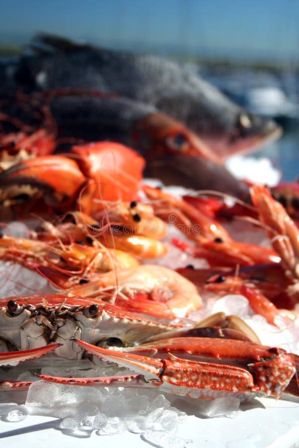 Australian Seafood stock photo. Image of fresh, ready - 15102820