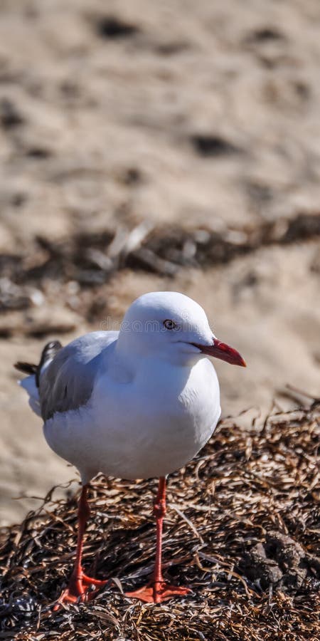 Australian Seagull Standing on Seaweed Stock Image - Image of sand ...
