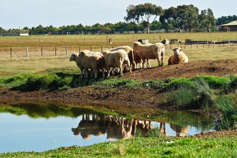 Australian Sheep Farm Stock Photos - Image: 14314733