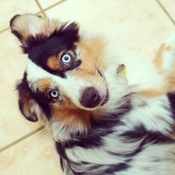 Australian Shepard Dax stock photo. Image of shepard - 49906122