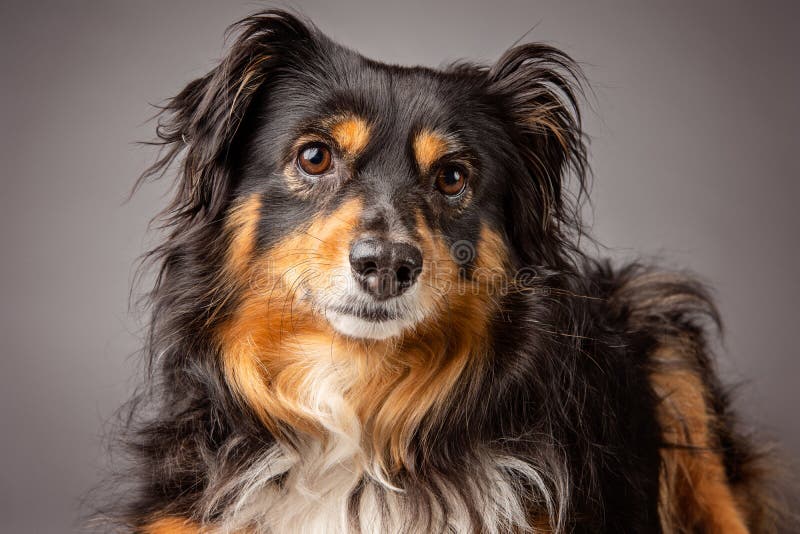 Australian Shepard dog stock image. Image of head, breed - 194535823