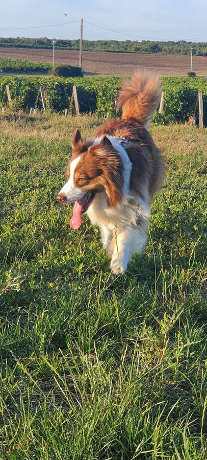 Australian Sheperd in Grass Stock Image - Image of forest, autumn ...