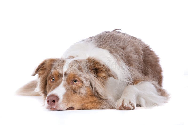 Grey Australian-Shepherd-mix Dog Stock Photo - Image of friend ...
