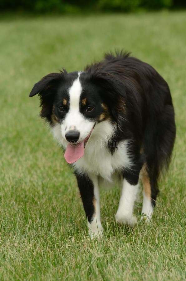 Australian Shepherd (Aussie) Dog Stock Image - Image of lawn, breed ...