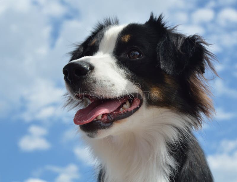 Australian Shepherd (Aussie) Dog Stock Photo - Image of white, clouds ...