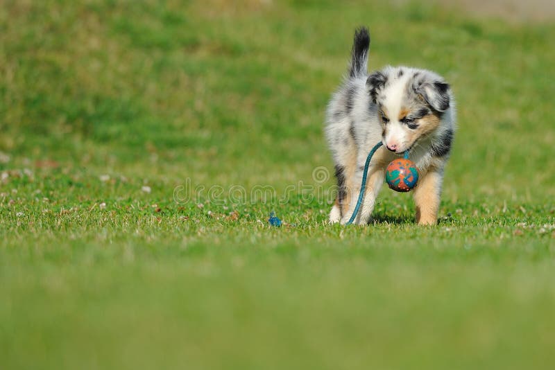 Australian Shepherd Aussie Puppy with Toy Stock Photo - Image of snout ...
