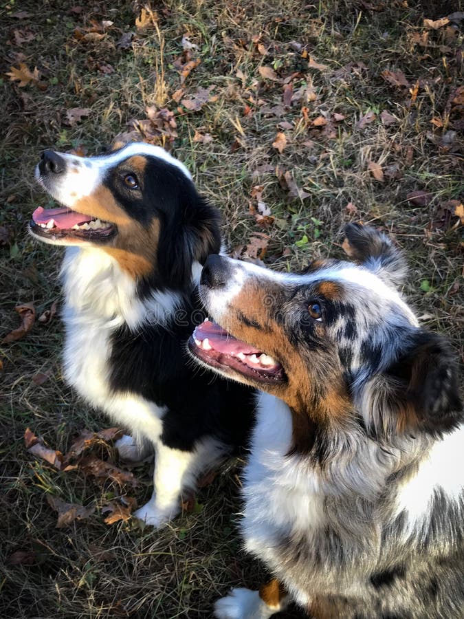 Australian Shepherd stock photo. Image of merle, black - 83070802